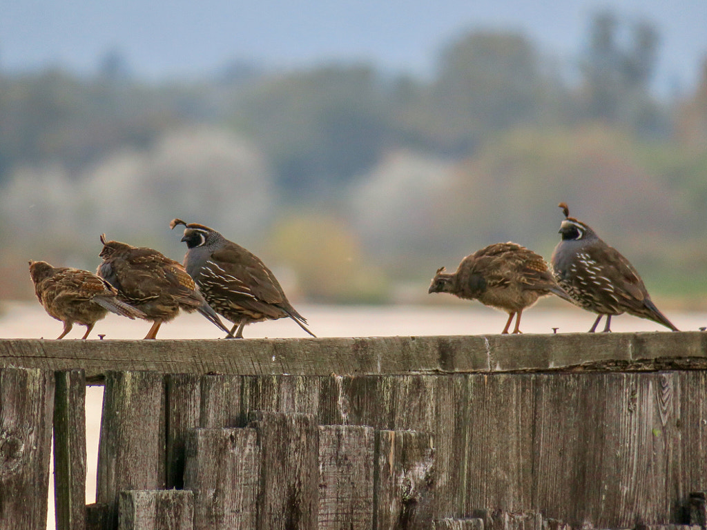 A Row of Quails by Spacewalk / 500px