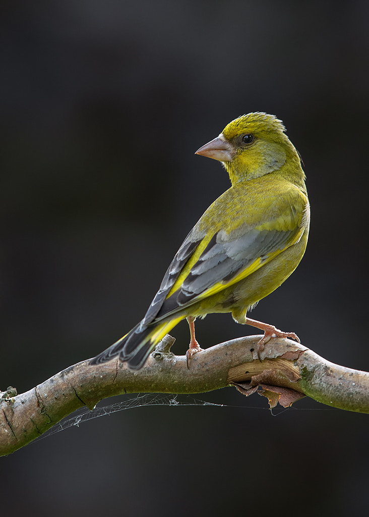 Greenfinch looks back by Victor Carpentier / 500px