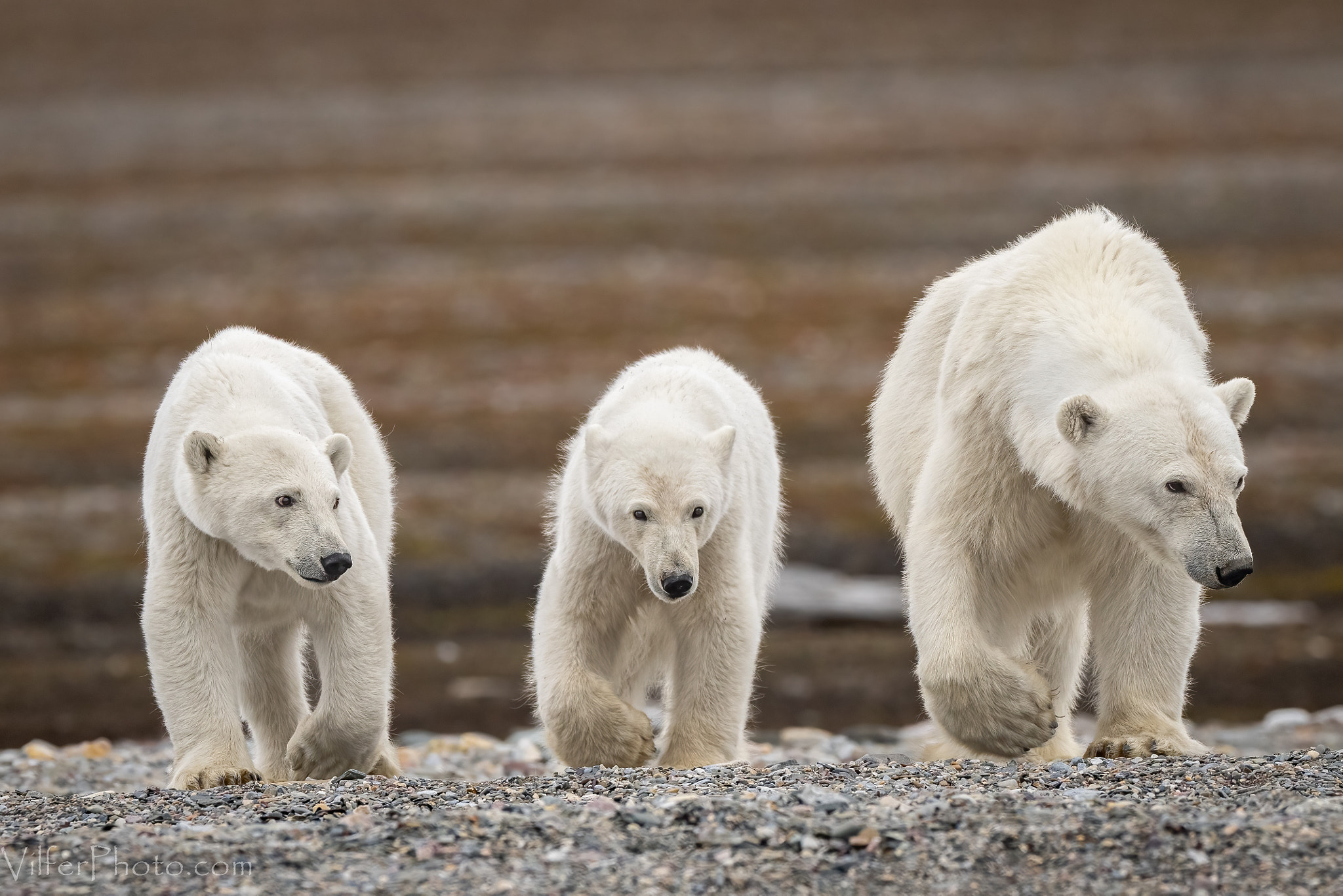 Polar Bear Trio-7852 by Don Vilfer / 500px