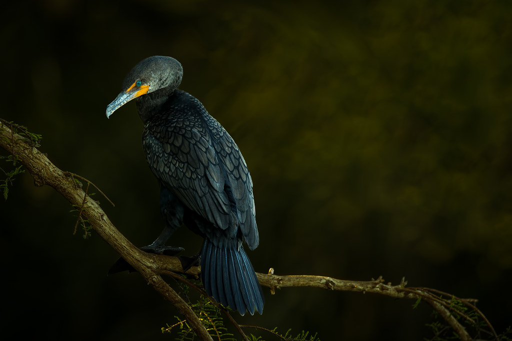 Close-up of Cormorant perching on branch by Andy Glogower / 500px