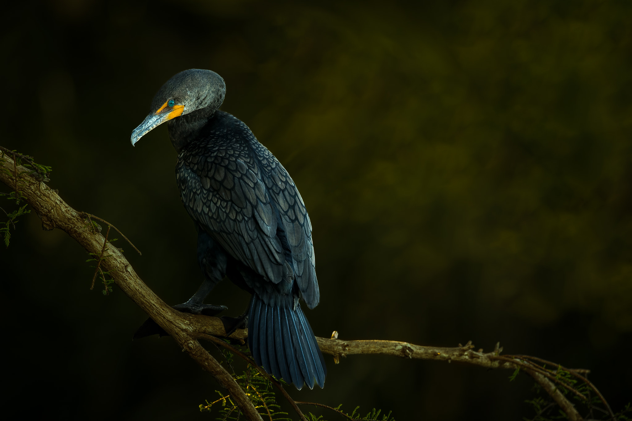 Close-up of Cormorant perching on branch by Andy Glogower / 500px