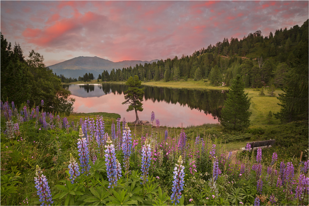 [ meadow glow ] by DEIWAT / 500px