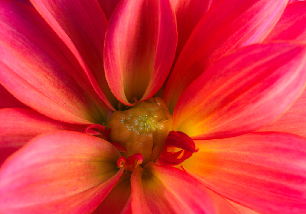 Full frame shot of red flower by Stephen McCarthy / 500px