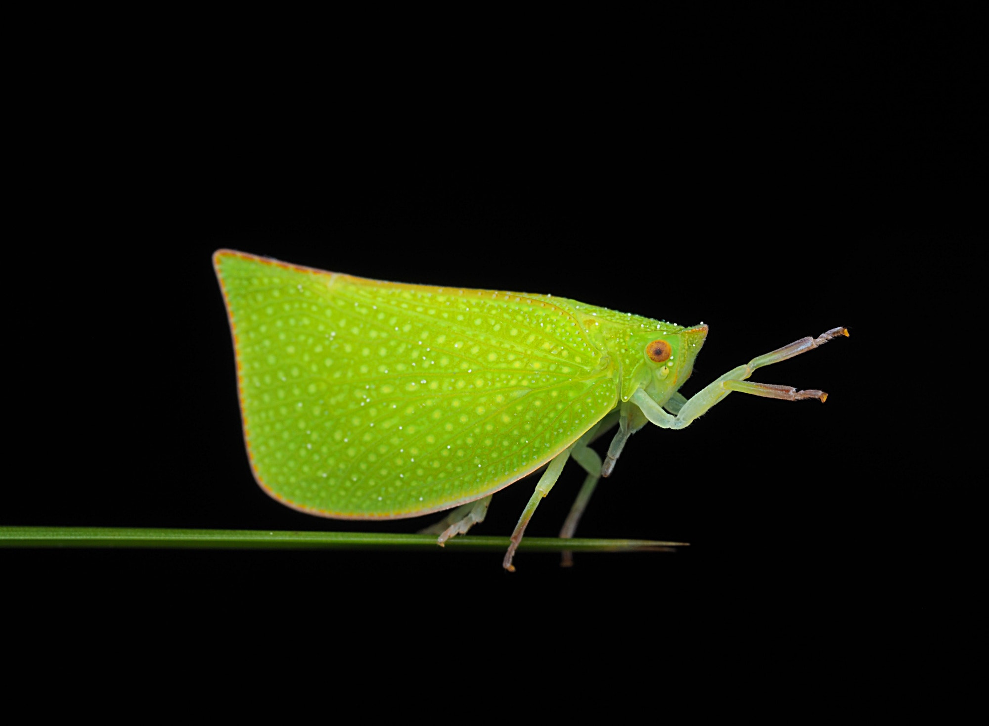 Green Leaf Hopper by Tom Musson | 500px