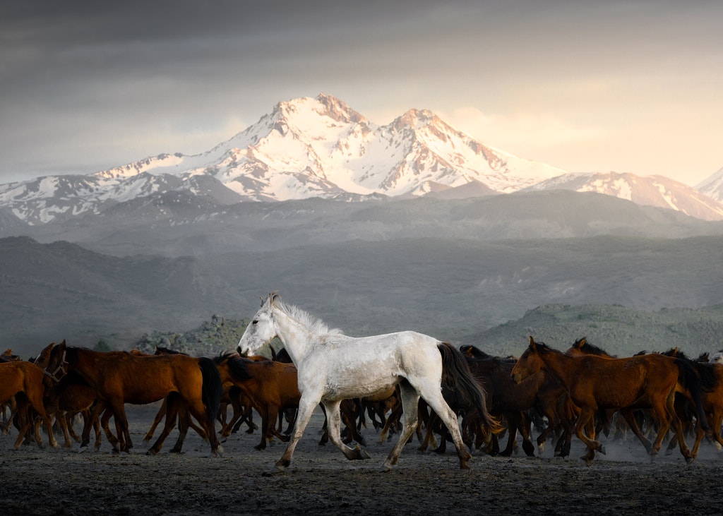 Wild Horses by Conor MacNeill / 500px