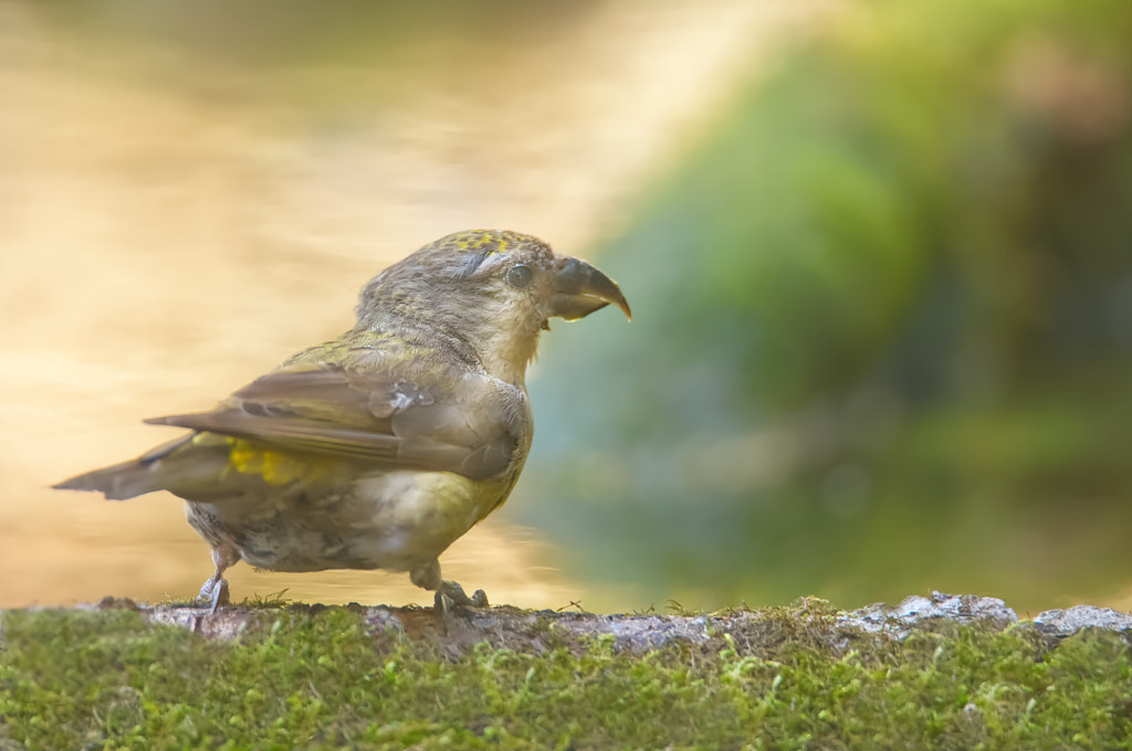 Red crossbill female CPU_6058 by Dakó István / 500px