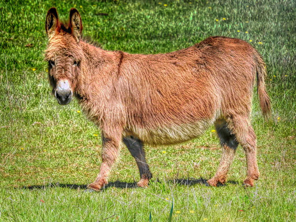 North American Donkey by C O N R A D / 500px