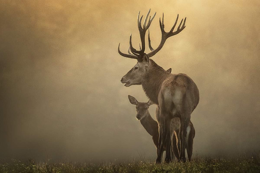 Red deer by Josko Simic / 500px