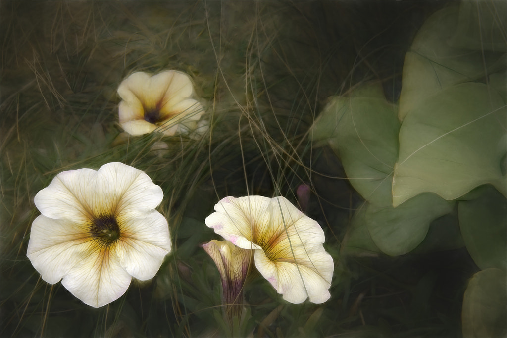 Natural beauty by Gilbert Claes / 500px