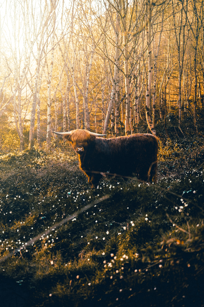 Highland Cow by Jake McArthur | 500px