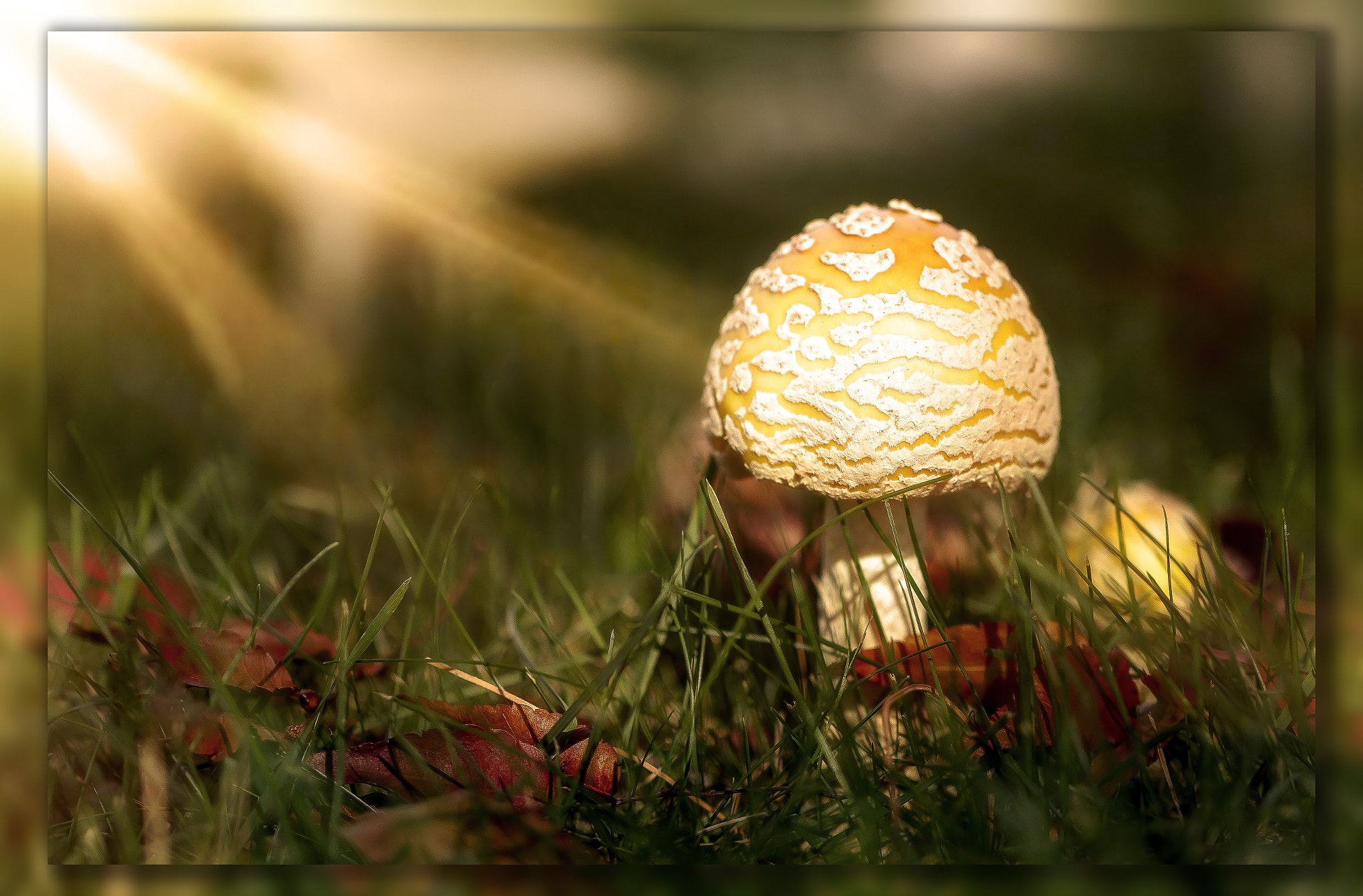 Mushroom in Sunshine by Joe Matzerath / 500px