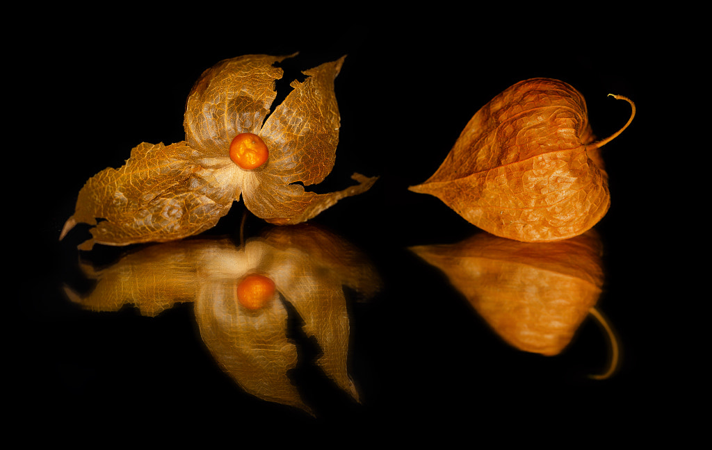 Close-up of wilted flower against black background by David Labat / 500px