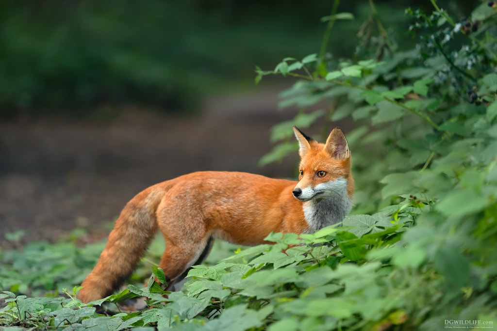 Fox in the Forest by Giedrius Stakauskas / 500px