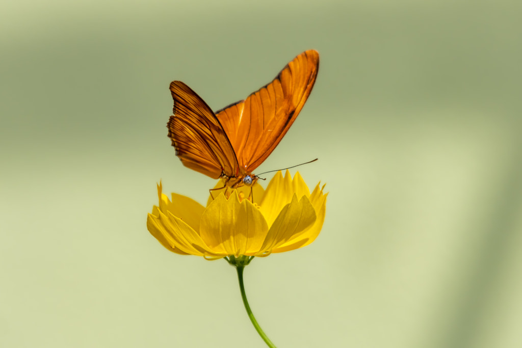 close-up of butterfly pollinating on yellow cosmos flower by Erik Ding ...