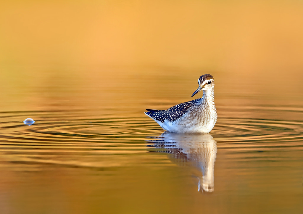 Tringa by Ivan Ivanov / 500px