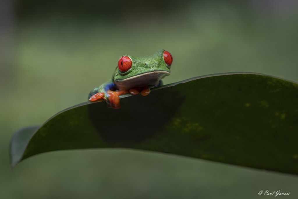 Red-eyed Tree Frog by Paul Janosi / 500px
