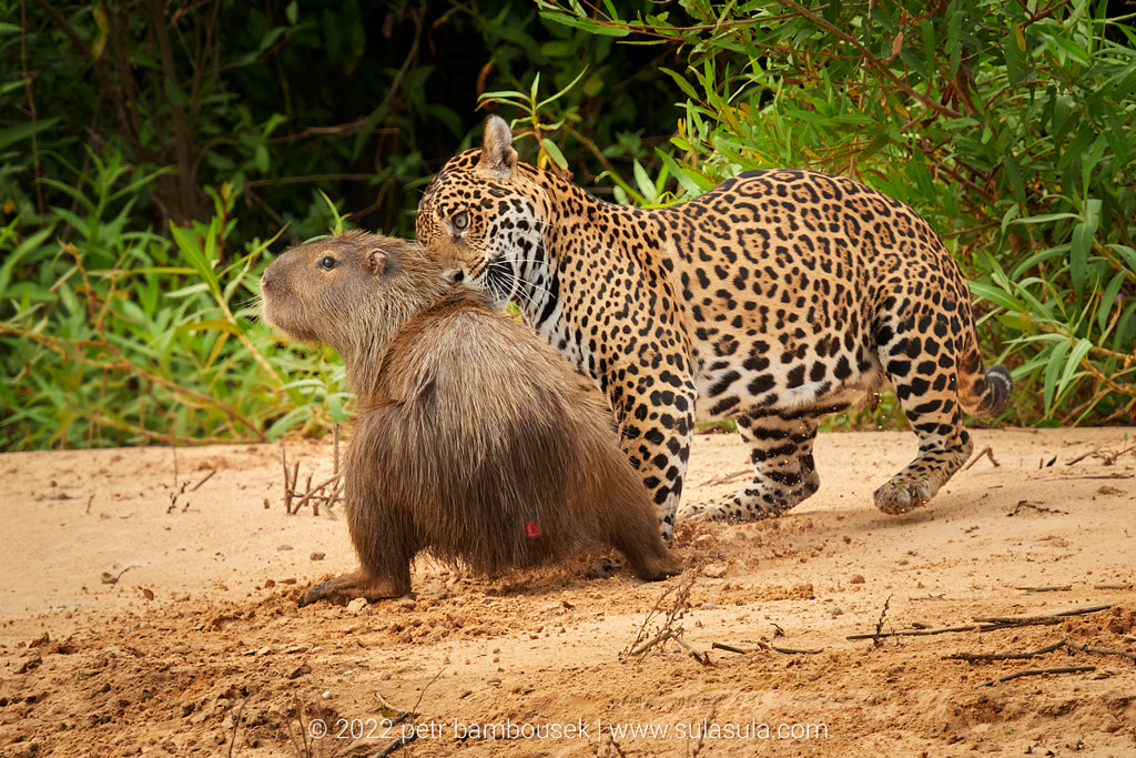 Jaguar vs Capybara by Petr Bambousek / 500px