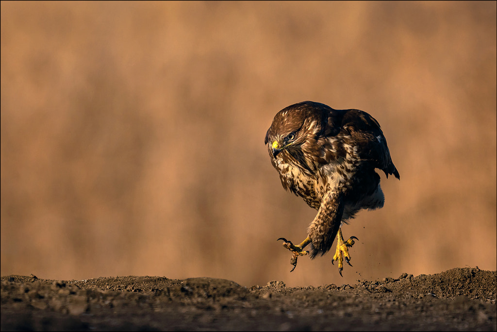 eagle running by Georg Scharf / 500px