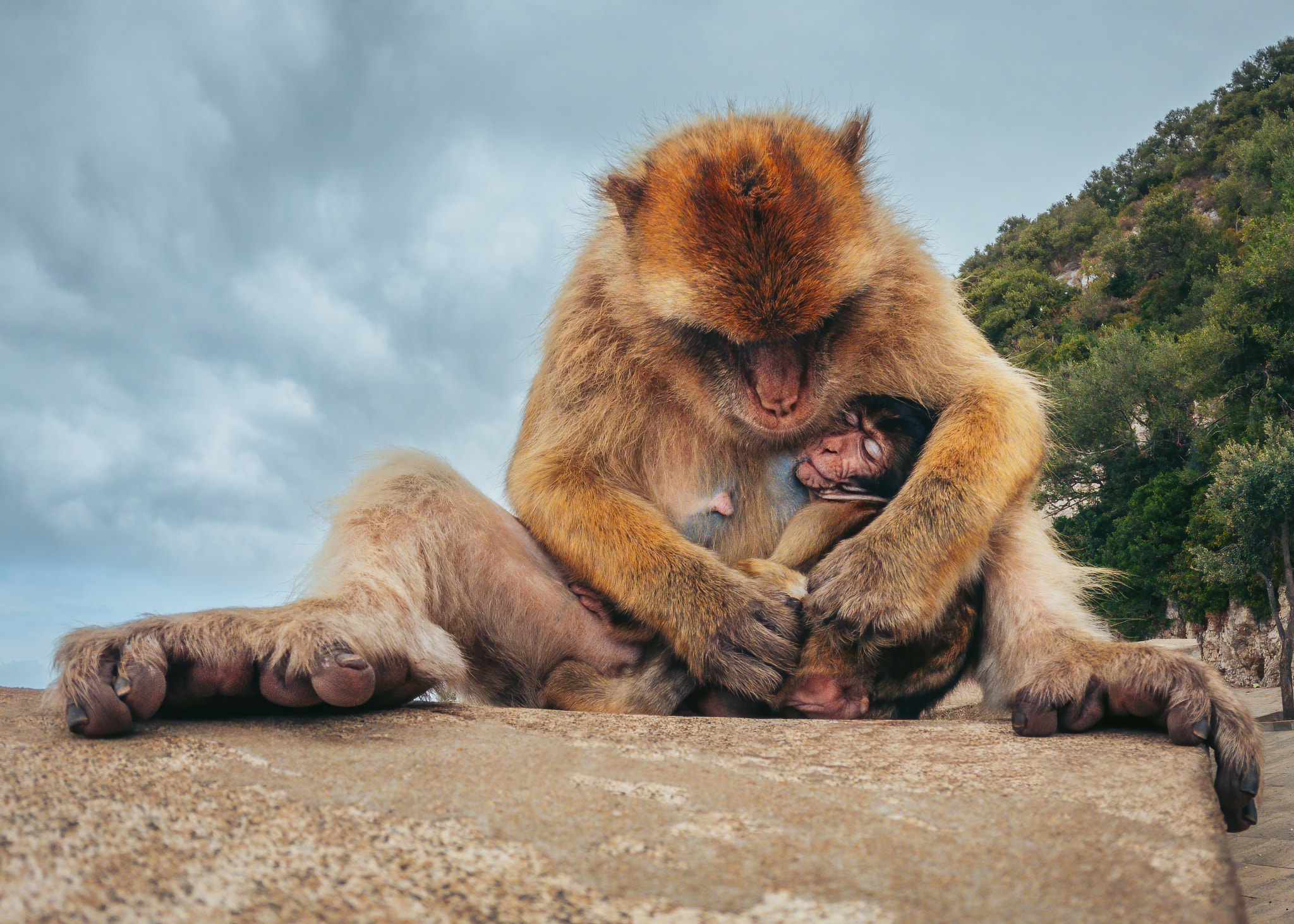 Europe's only free living apes by Nora Görlitz / 500px