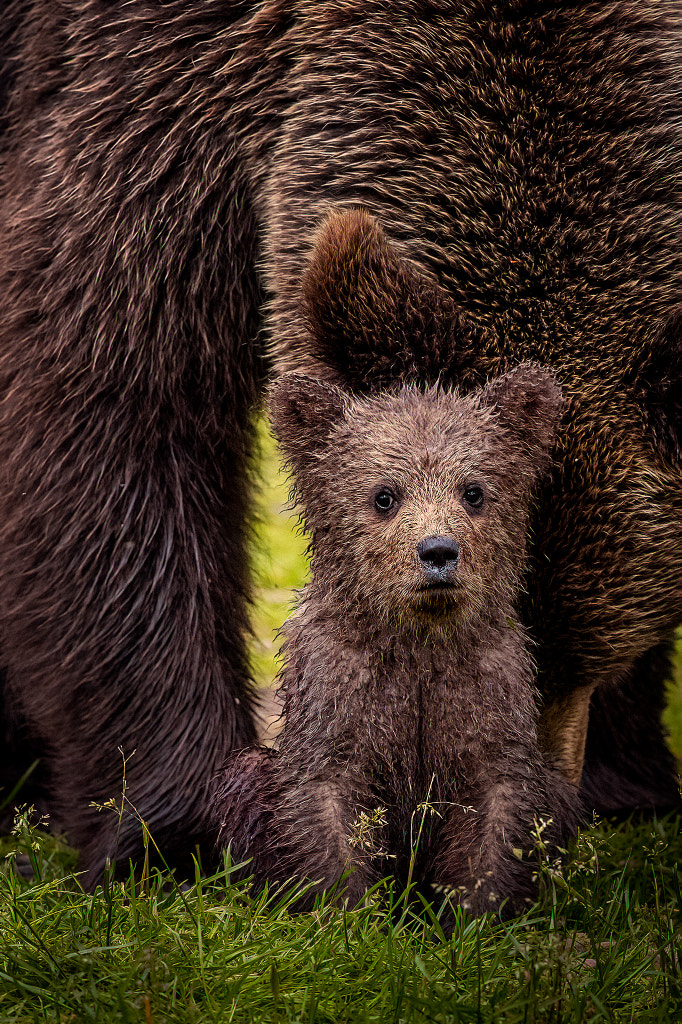 Bear cub by Dario Quattrin / 500px