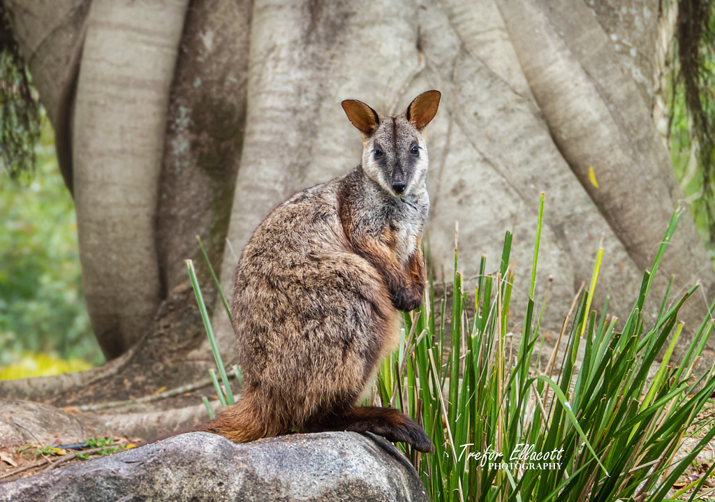 Black-flanked Rock Wallaby (Petrogale lateralis) 22_01 by Trefor ...