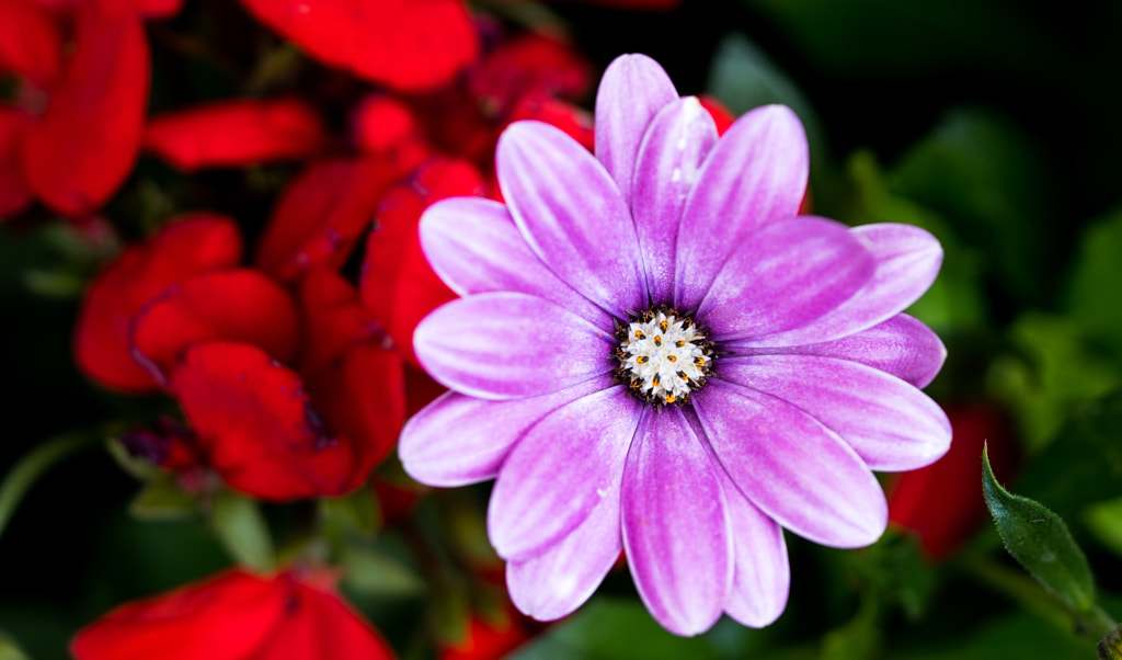 Pretty and Purple by Andrew Miller / 500px