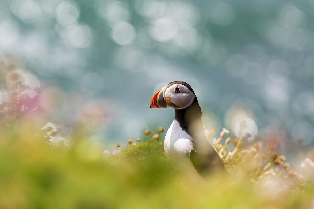Atlantic puffin (Fratercula arctica) by Peter Krocka / 500px