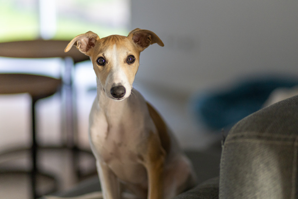 Dog portrait by Saulius Smirinenko / 500px