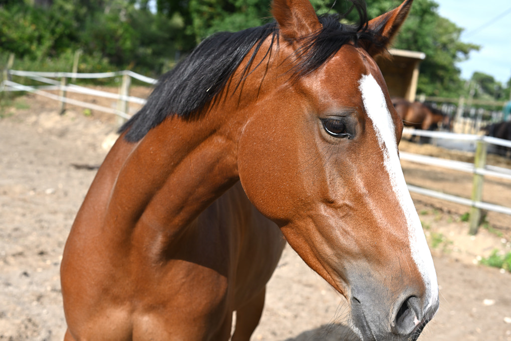 DSC_8450_00001 Centre équitation St Palais sur Mer Charente-Maritime by Guillaume COURCET / 500px