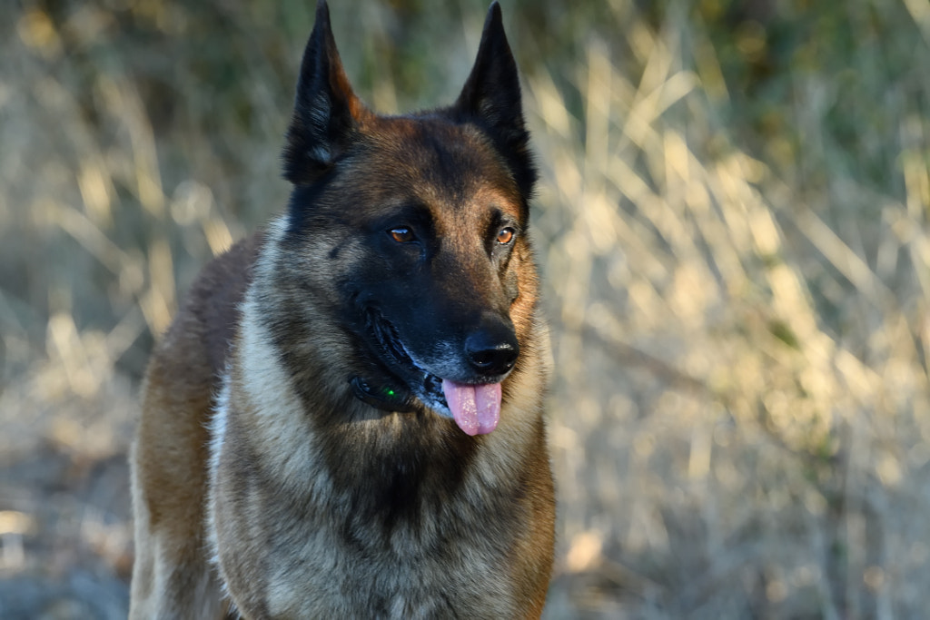 WGC_4102_00001 Lobo au Parc de La Lande Saujon by Guillaume COURCET / 500px