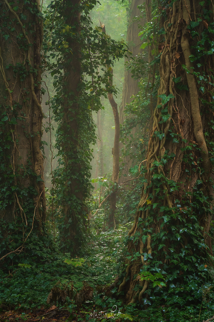 Jungle by Martin Podt / 500px