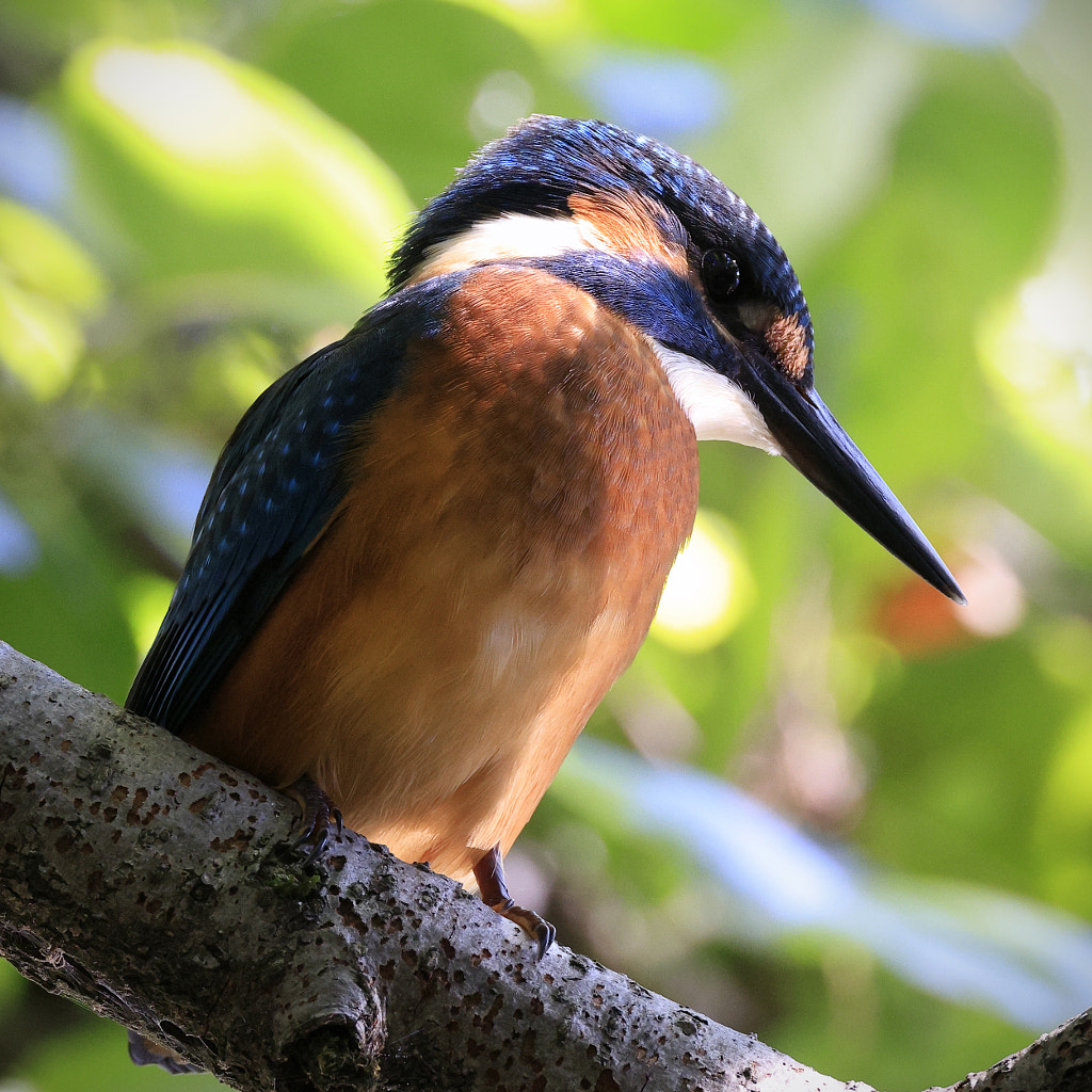 Kingfisher pointing the fish by Alessandro Franzini / 500px
