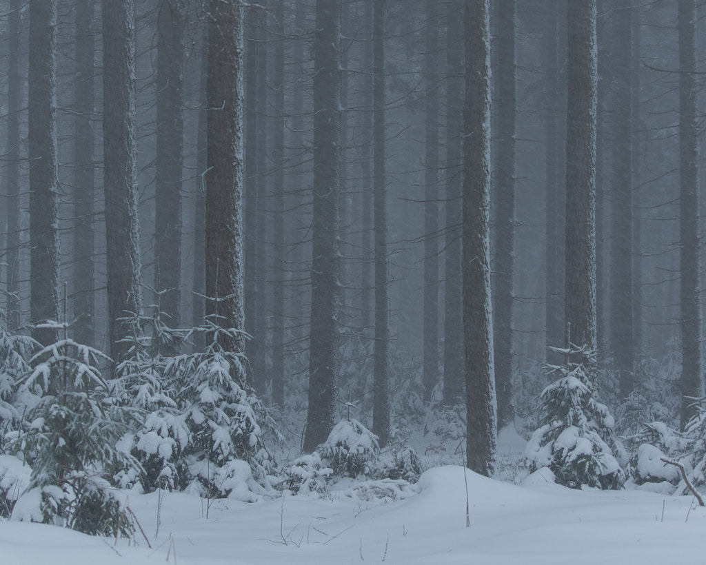 Winter forest by Marek Wojnar / 500px