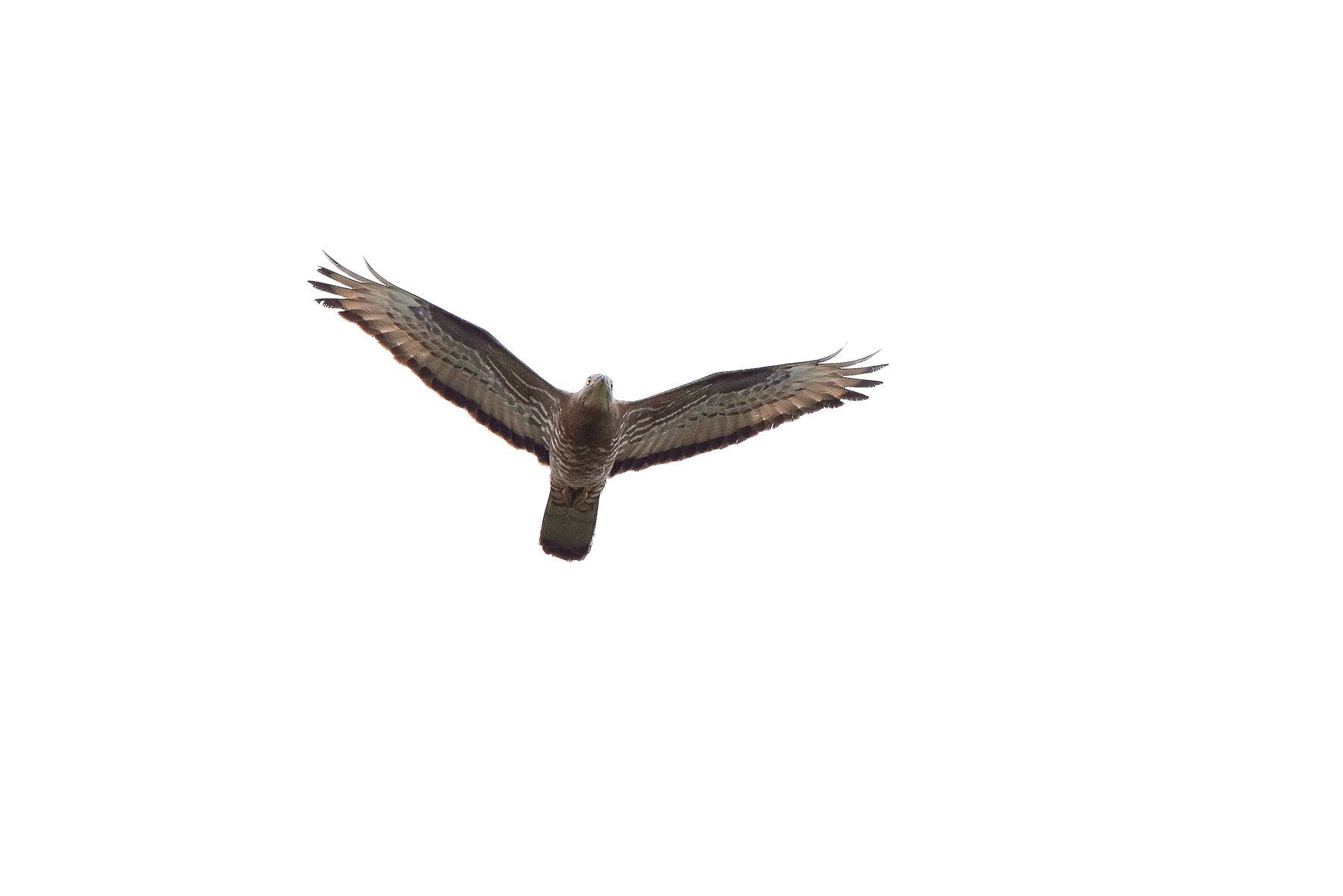 Low angle view of bird flying against clear sky by GERALDINE Gallé / 500px
