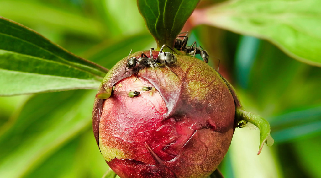 Peony & Ants by C O N R A D / 500px