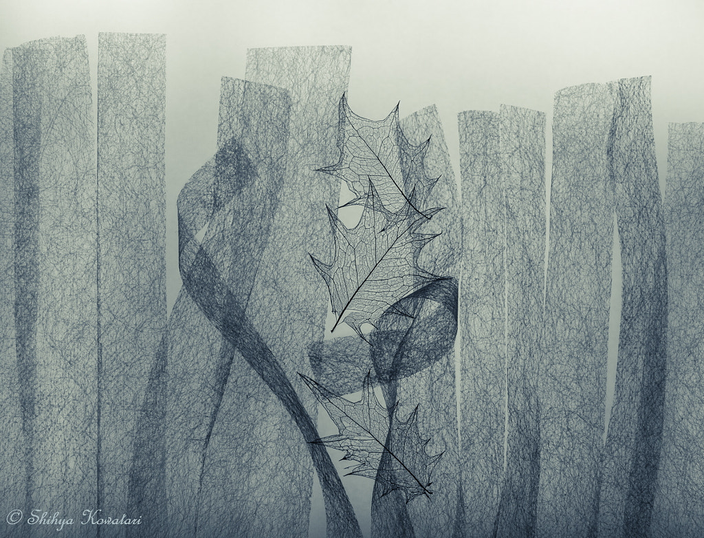 Leaf by Shihya Kowatari / 500px