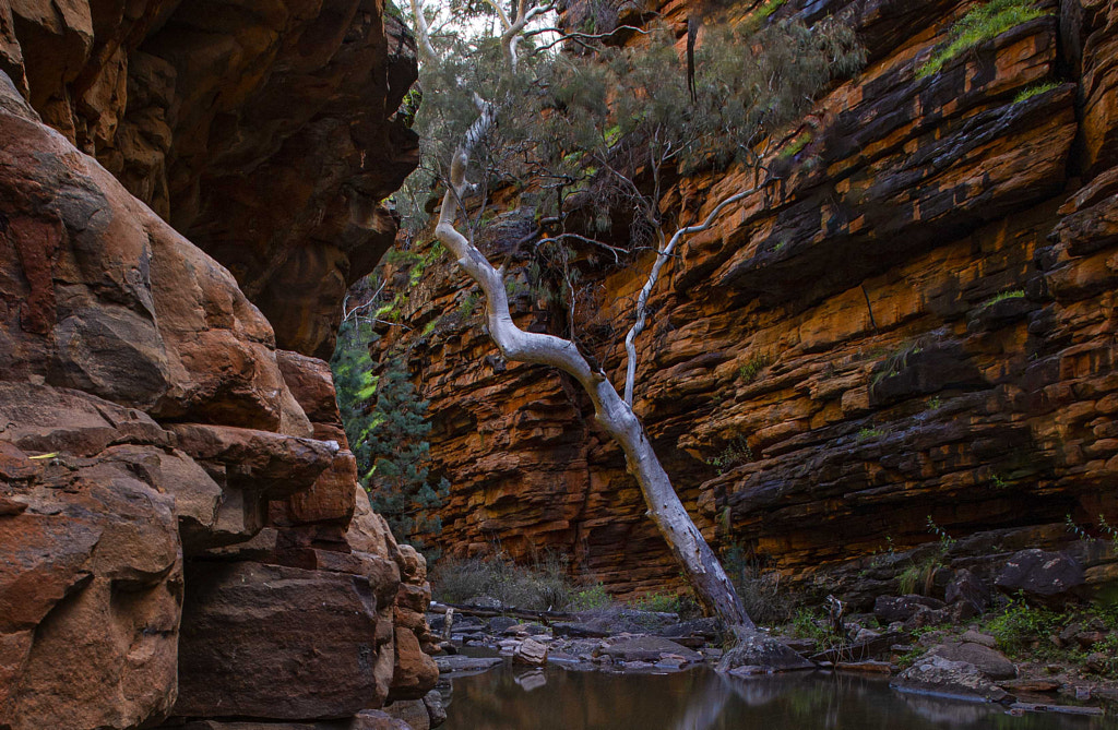 Alligator Gorge by Stuart R / 500px