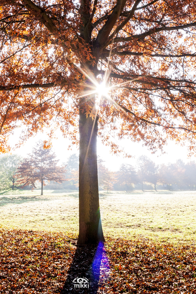 Shining Thru by Michelle "Mikki" Castañeda / 500px