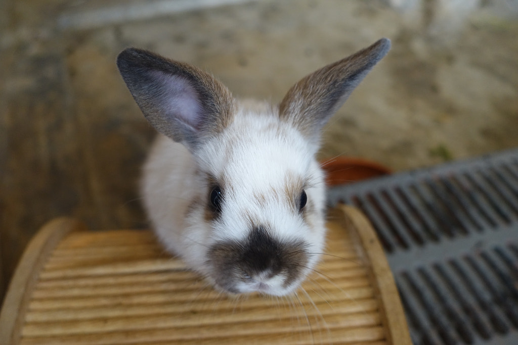 Rabbit Staring Into You by Kevin Sudayuworn / 500px