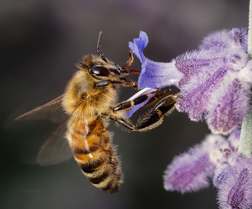 Wild bee by andreasgeiger / 500px