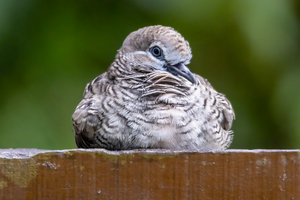 close-up of zebra dove perching outdoor by Erik Ding / 500px