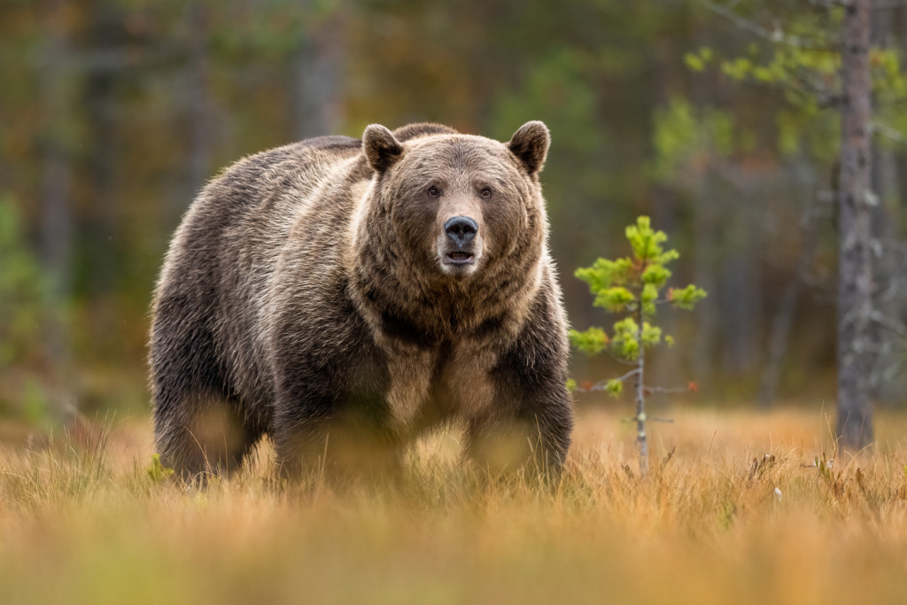 Big brown bear in autumn before hibernation by Erik Mandre / 500px