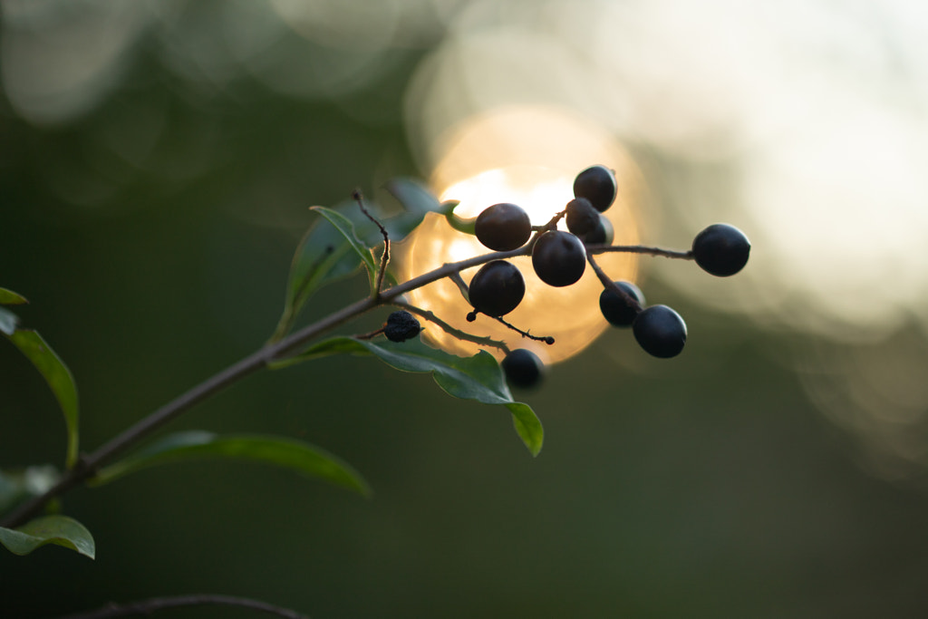 Ligusterbeeren und die by Nature Photography / 500px