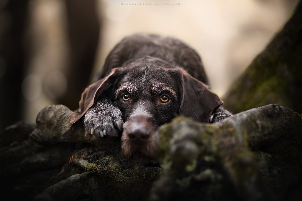 Camouflage by Nanuq Dog Photography / 500px
