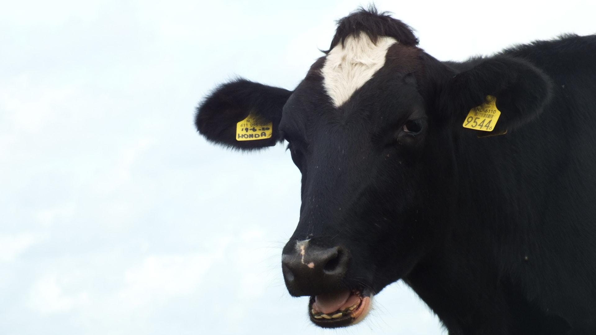 Krowi świat by Aleksandra Adamczyk / 500px