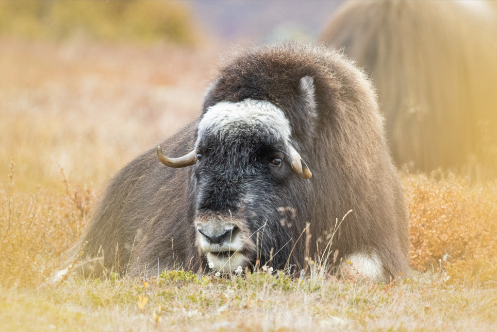 musk kalv between mountain birk by Jørn Allan Pedersen / 500px