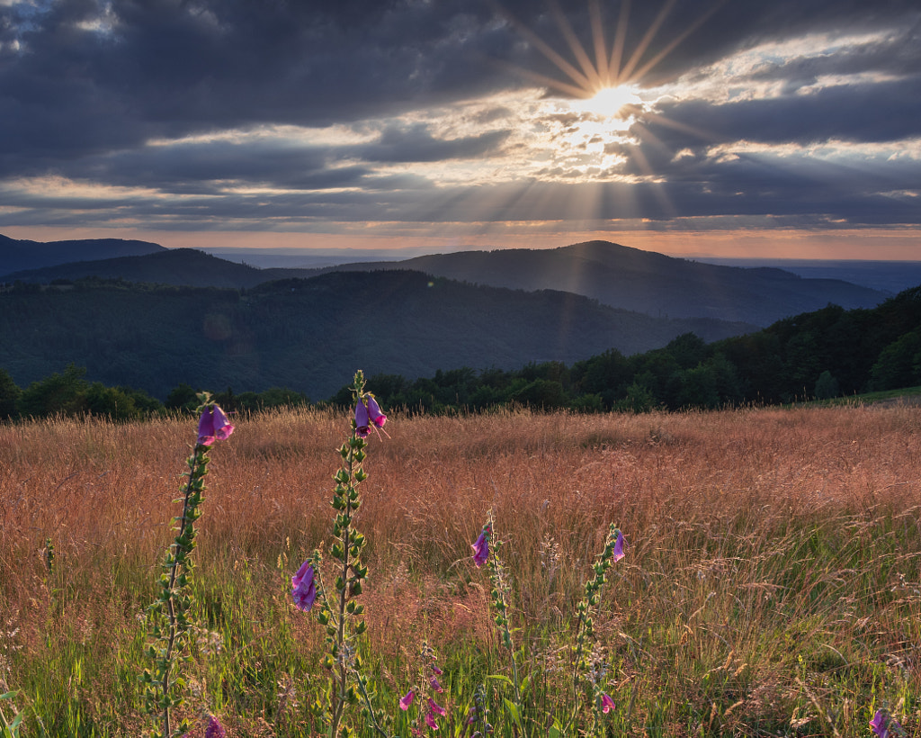Flowery sunset by Marek Wojnar / 500px
