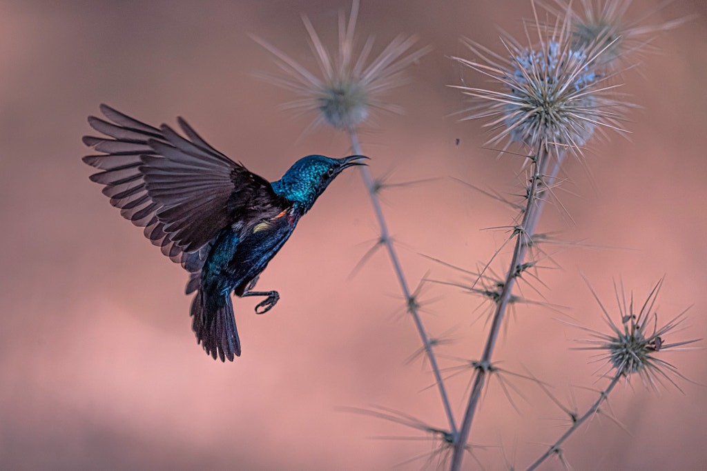 Indian hummingbird by Sudipta Chakraborty / 500px