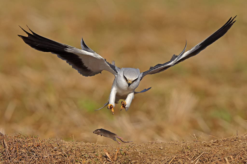 Elanus caeruleus by wilson chen / 500px
