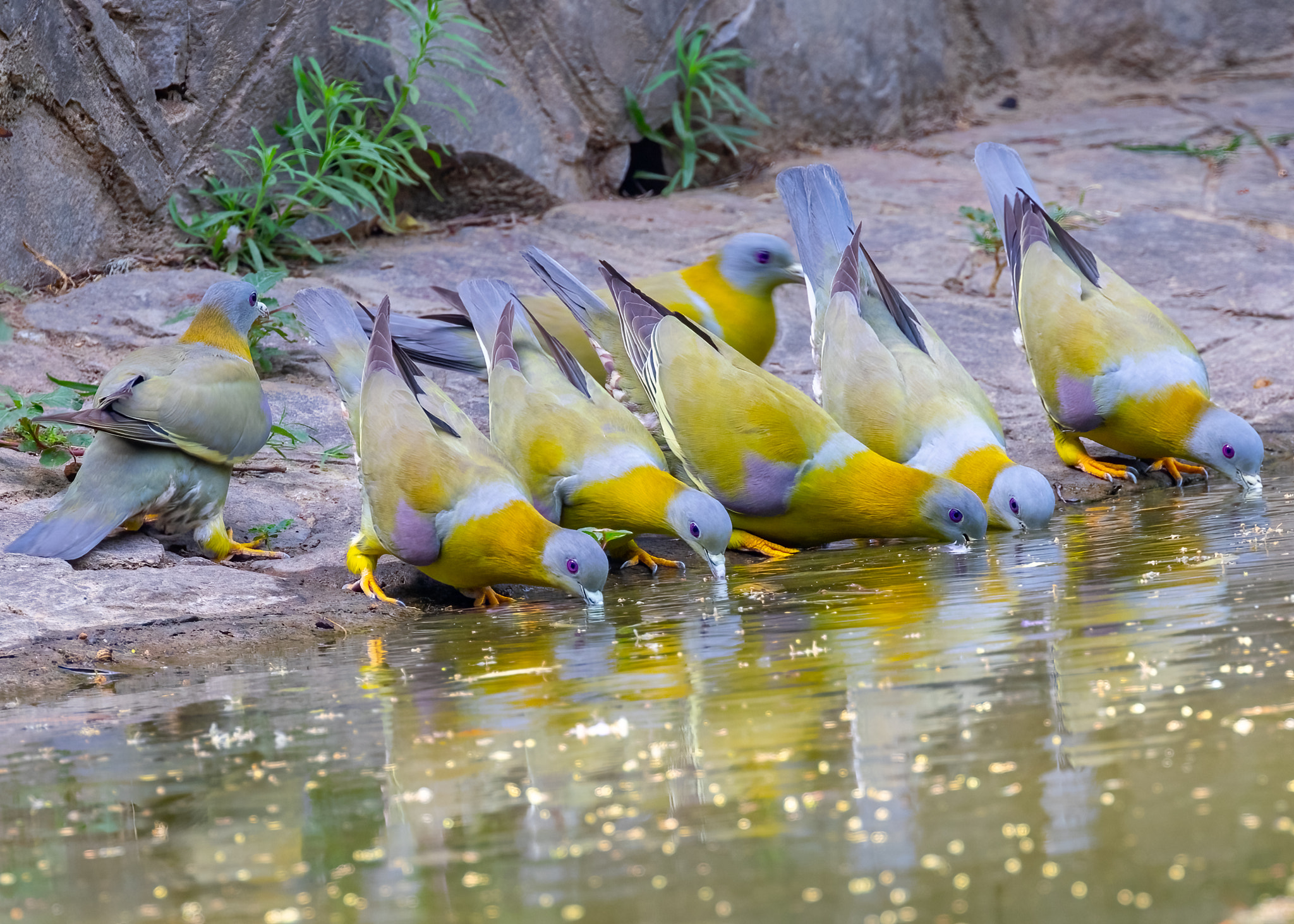 A group of Yellow footed Green Pigeons drinking water by Y K / 500px